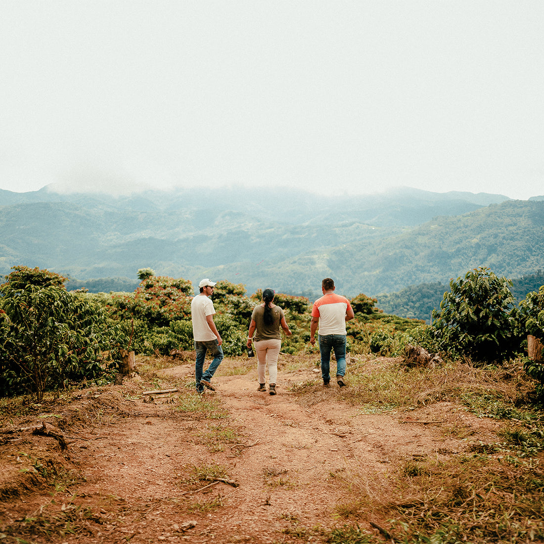 From Farm to Cup: How High-Altitude Beans Make 1775 Coffee Superior